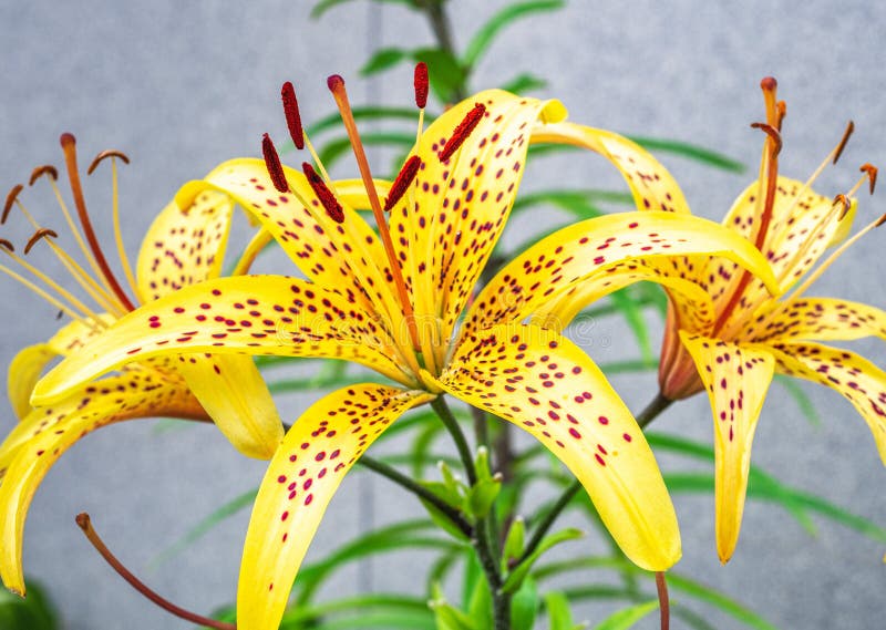 Yellow Blooming Lilies in the Open Air Stock Image - Image of flora ...
