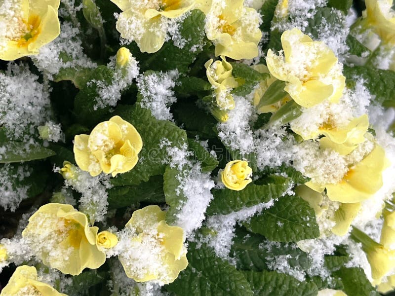 Yellow Blooming Primroses Under the Snow in Garden Stock Photo - Image ...
