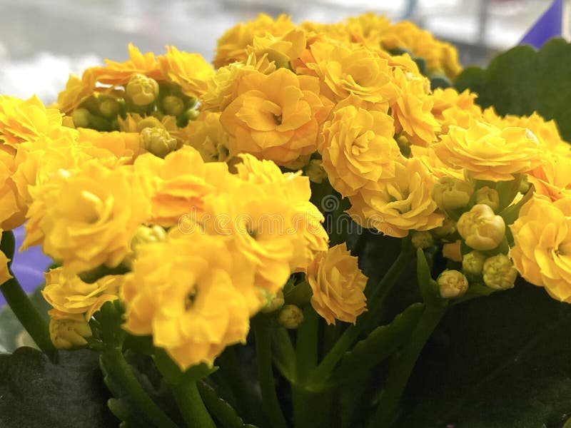 Yellow blooming roses editorial stock image. Image of bright - 337381134