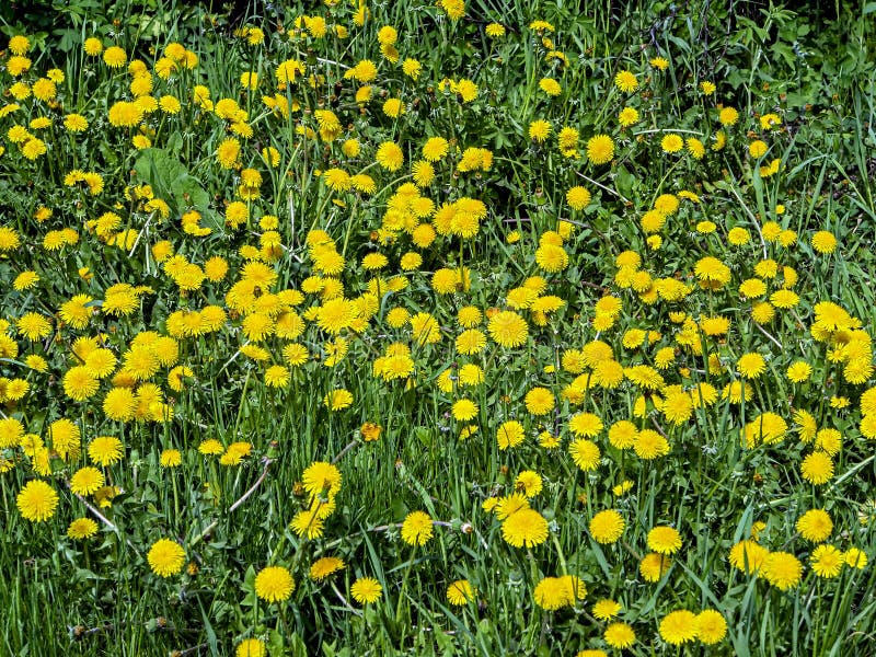 Yellow Blooming Spring Dandelions on the Green Grass Stock Photo ...