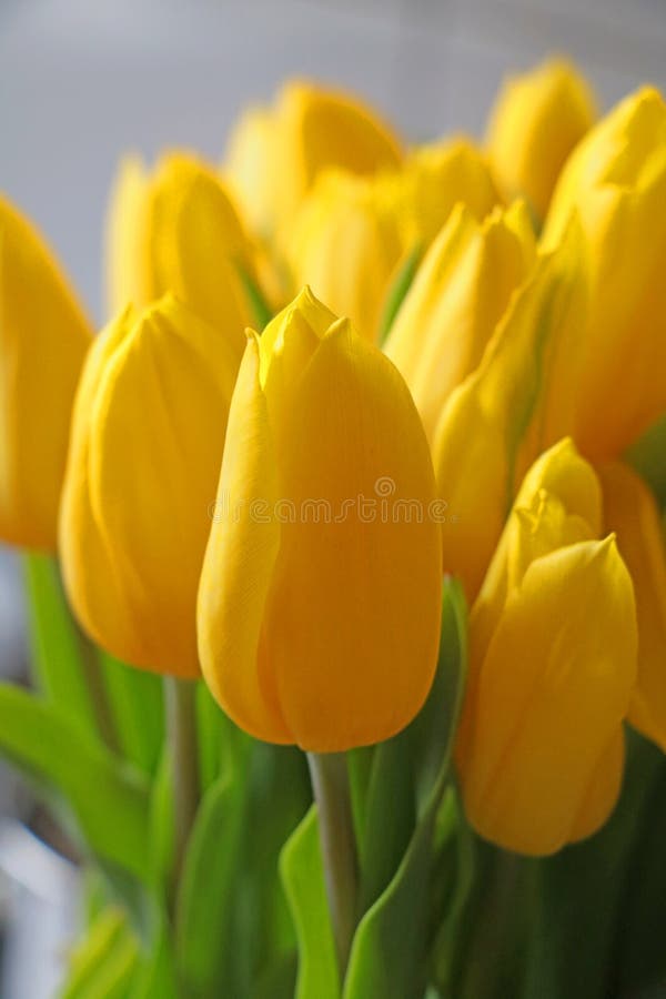 Yellow Blooming Tulips in a Bouquet in a Vase. Stock Photo - Image of ...