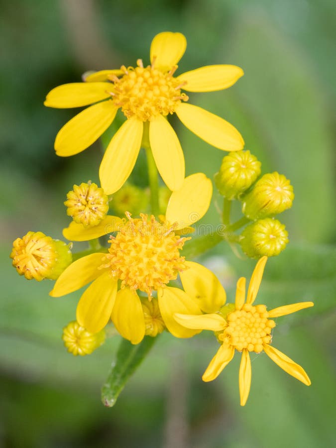 Texas Ragwort Stock Photos - Free & Royalty-Free Stock Photos from ...
