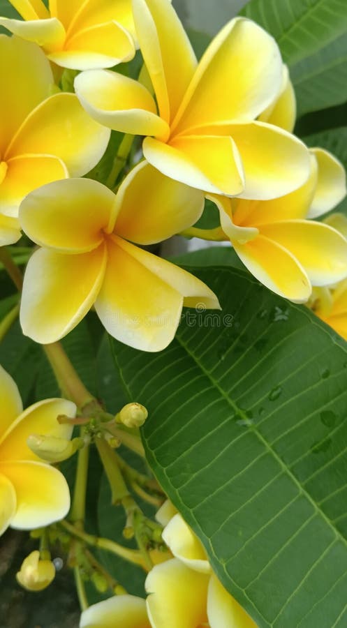 Yellow Blossom Flowers with Water Drop on a Green Leaf Stock Photo ...
