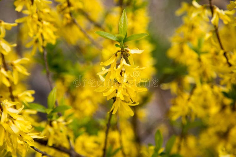Yellow Blossom Plant in Spring of Japan Stock Image - Image of ...