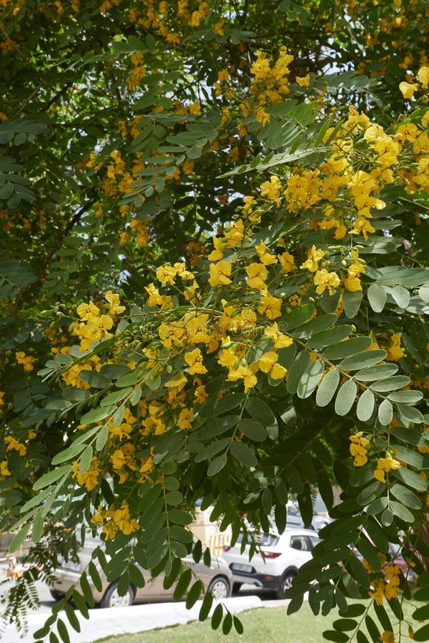 Tipuana tipu tree in bloom stock photo. Image of botany - 253282602