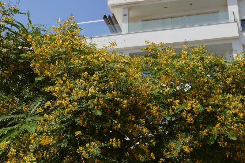 Tipuana tipu tree in bloom stock image. Image of fresh - 253282609