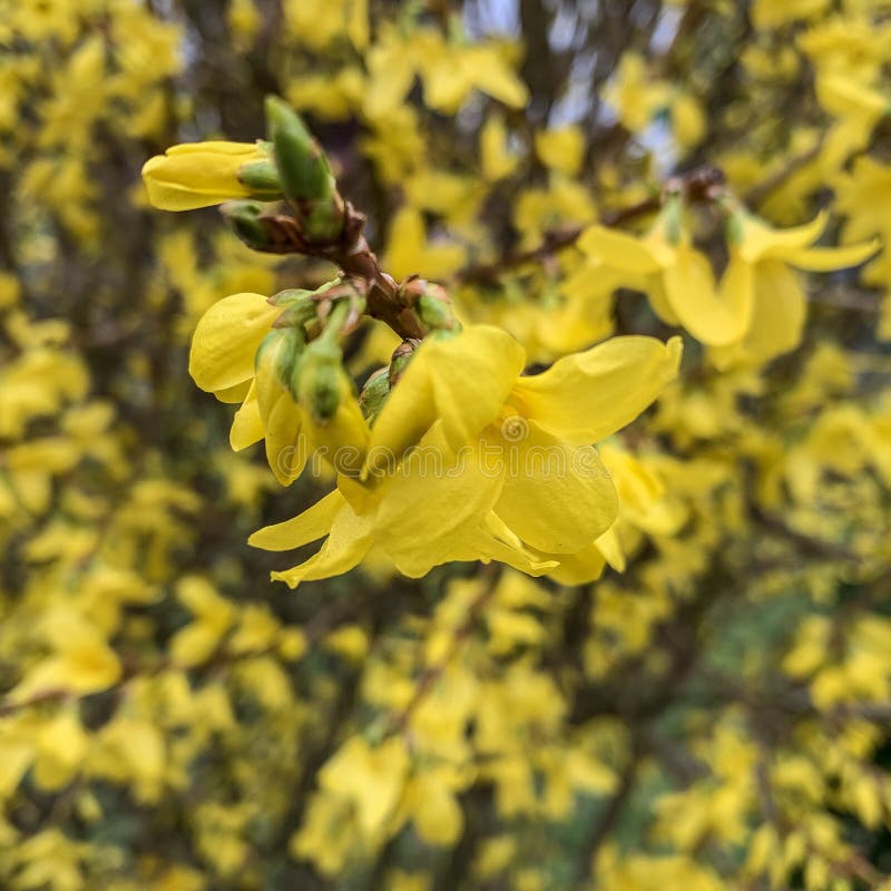 Yellow Blossoming Bud of on a Yellow Background.Spring Yellow ...