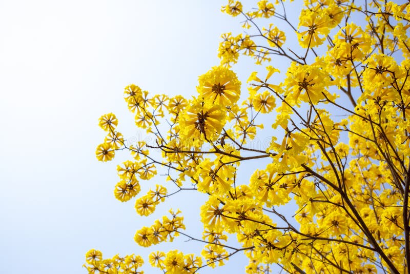 Yellow Blossoms Flower on Day Sky Stock Photo - Image of yellow, bright ...