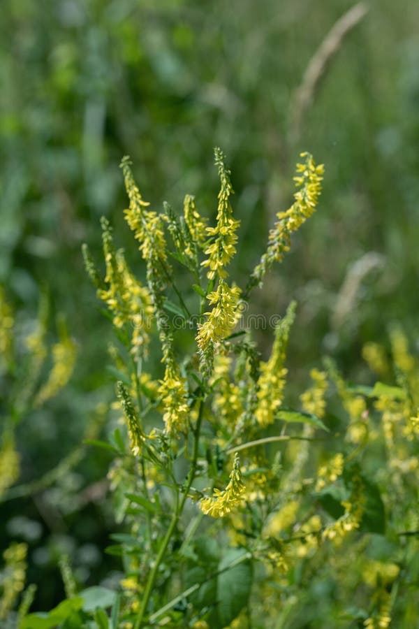 Sweet Yellow Clover (Melilotus Officinalis). Stock Image - Image of ...