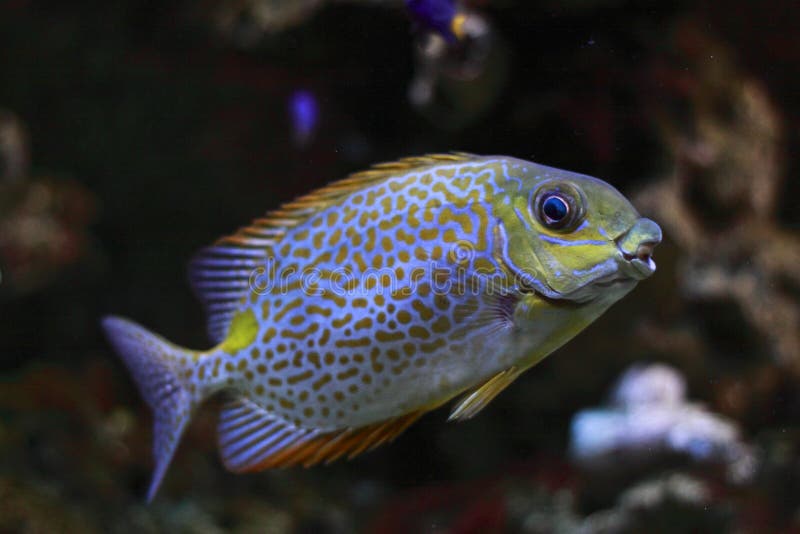 Yellow Blotch Rabbitfish stock image. Image of yellow - 13199921