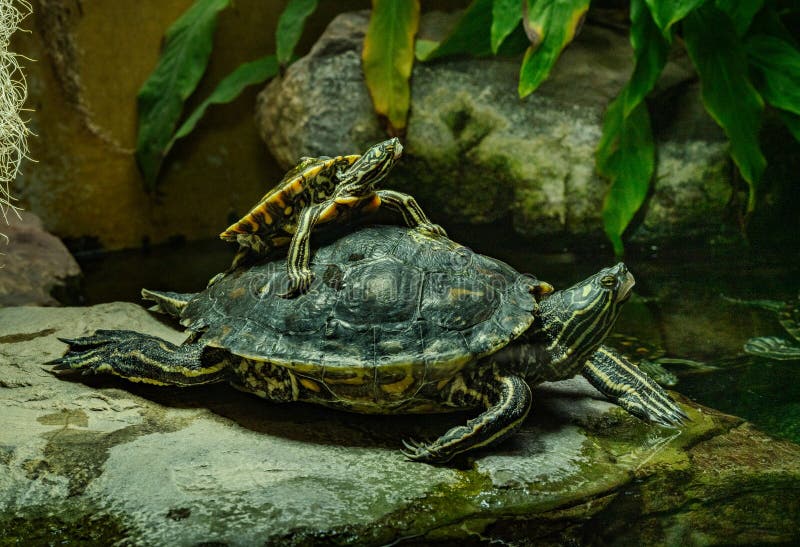 Yellow-blotched Map Turtle stock image. Image of view - 311502877
