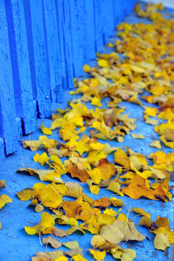 Yellow and blue stock photo. Image of brown, foliage, background - 3559668
