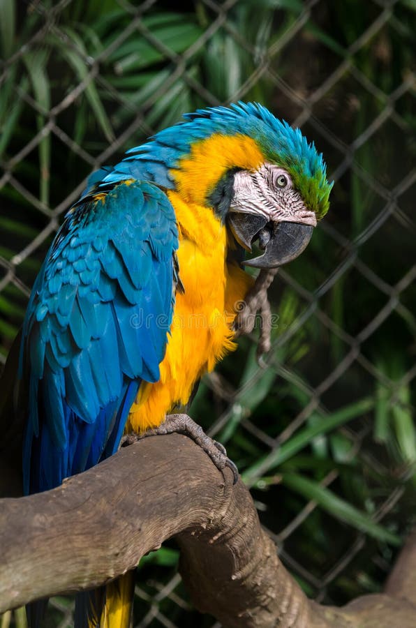 Yellow and blue ara stock photo. Image of brazil, feathers - 51128990