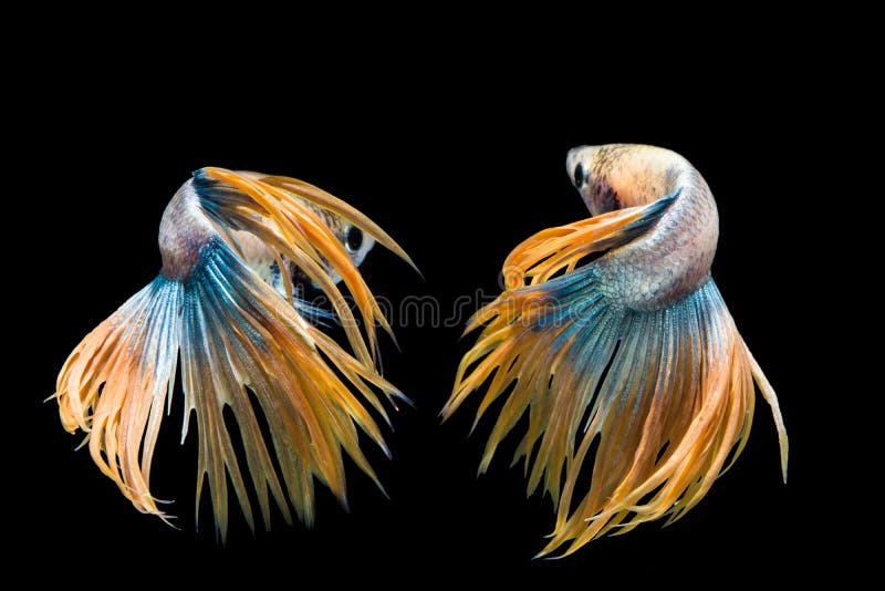 Yellow and Blue Betta Fish, Siamese Fighting Fish Stock Photo - Image ...