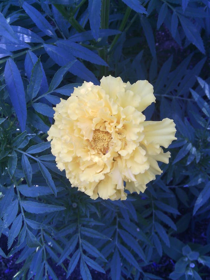 Yellow and blue stock photo. Image of foliage, blue, flower - 74721676