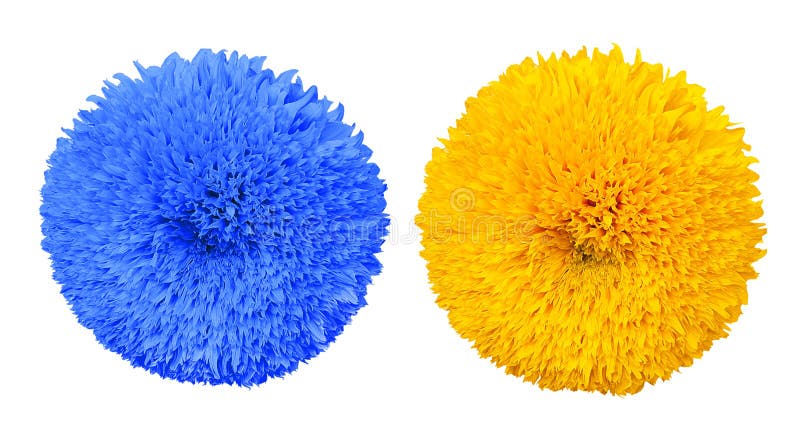 Yellow Blue Decorative Flower Stock Image - Image of beauty, petals ...