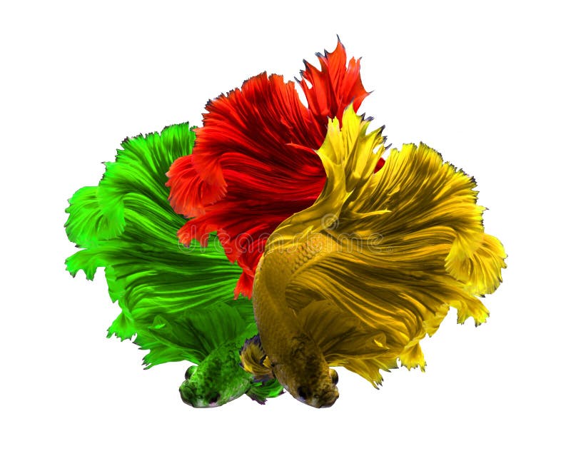 Green Dragon Siamese Fighting Fish, Betta Fish Isolated on Black Stock ...
