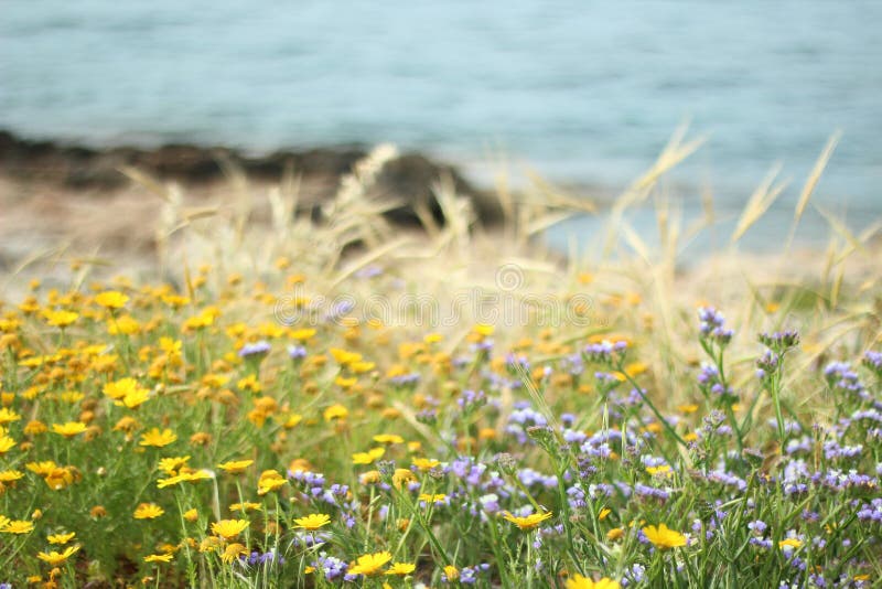 Yellow and Blue Flowers by the Sea Stock Photo - Image of nature ...