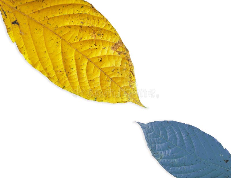Yellow and Blue Leaf Isolated Stock Photo - Image of space, isolated ...
