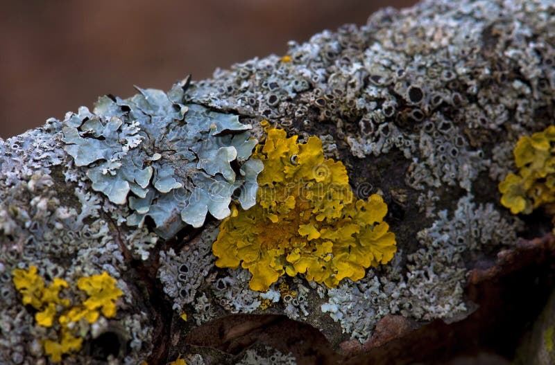 Yellow and Blue Lichen on a Tree Trunk. Close-up Stock Photo - Image of ...
