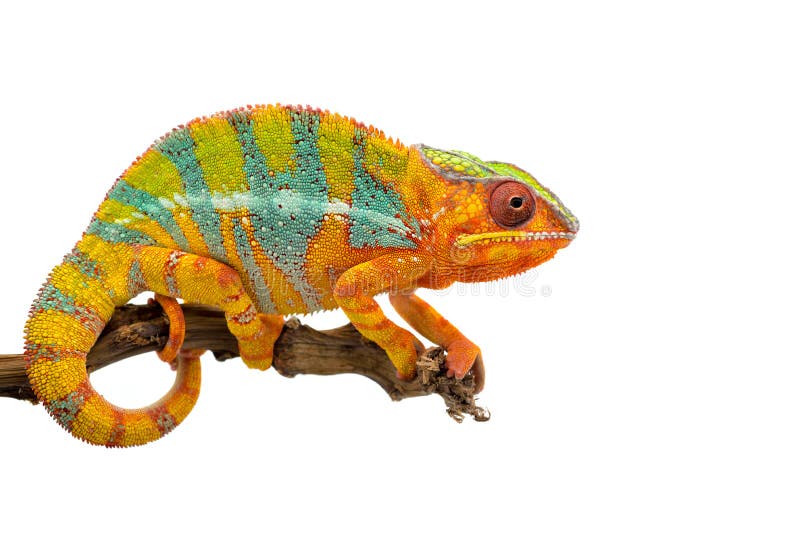 Yellow Blue Lizard Panther Chameleon Isolated on White Background Stock ...
