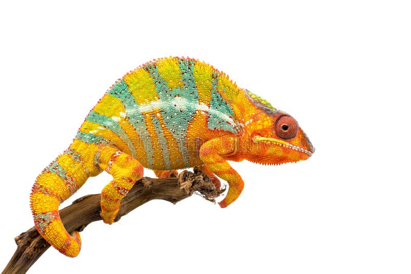 Yellow Blue Lizard Panther Chameleon Isolated on White Background Stock ...