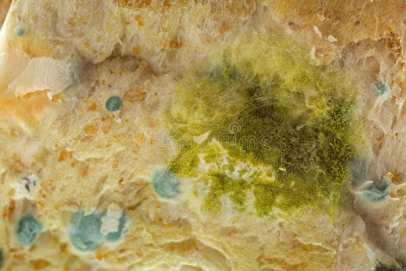 Yellow Blue Molds on Molded Old Wholewheat Bread Stock Image - Image of ...