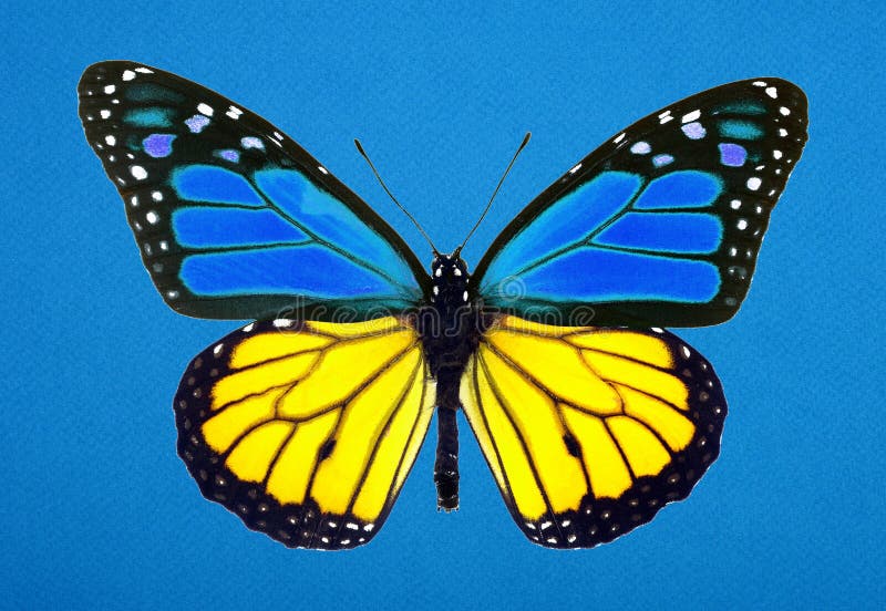 Yellow-blue Monarch Butterfly on a Blue Background. Blue Paper Texture ...