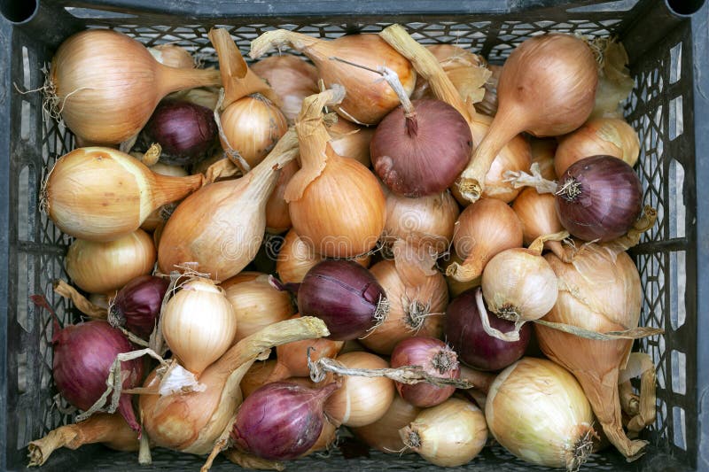 Yellow and Blue Onions in a Box Stock Image - Image of screensaver ...