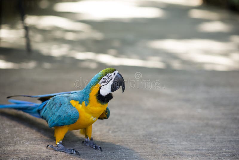 Parrot on ground stock image. Image of wild, birdeye - 98087353