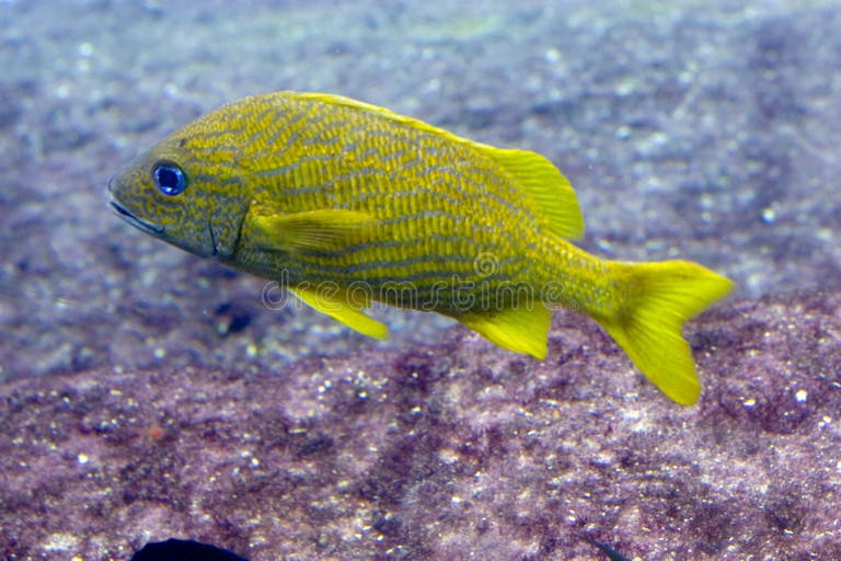 Yellow and Blue Striped Fish Stock Image - Image of swim, tropics: 1911383