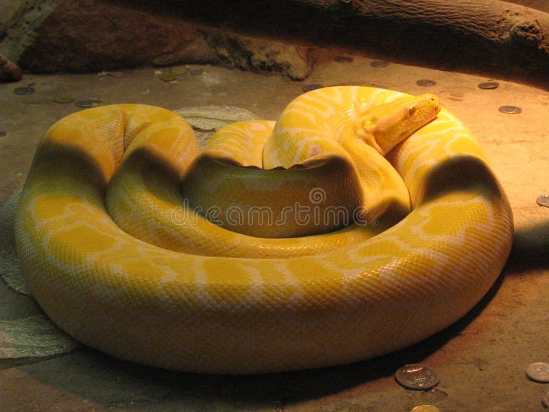 Yellow boa in a cage stock photo. Image of exotic, background - 68919804