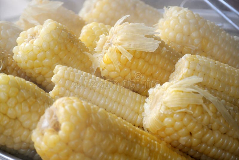 Boiled corn stock image. Image of autumn, fresh, farm - 29706629