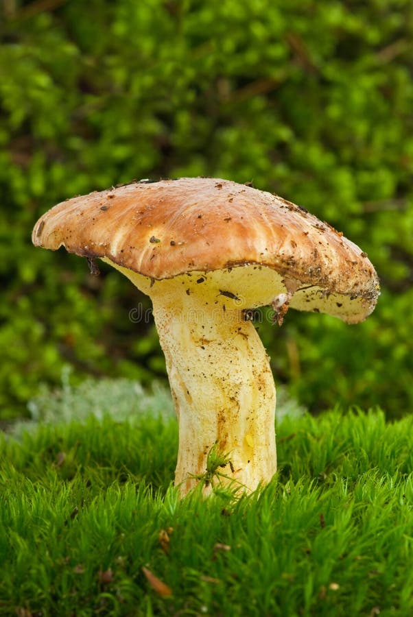 Yellow Boletus on the Green Moss Stock Image - Image of boletus, brown ...