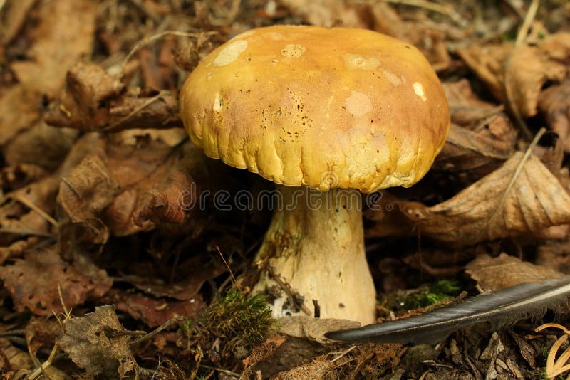 Yellow Boletus (Suillus Granulatus) Mushroom Stock Photo - Image of ...