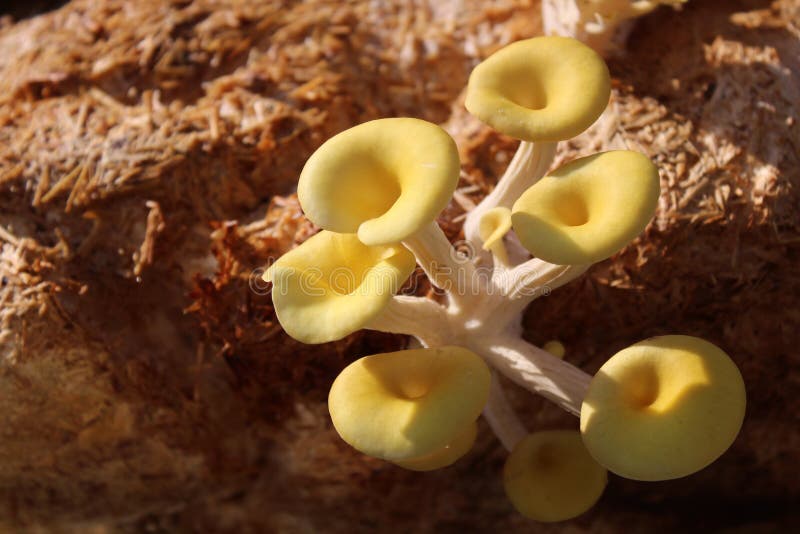 Yellow boletus stock photo. Image of mushroom, boletus - 242816308