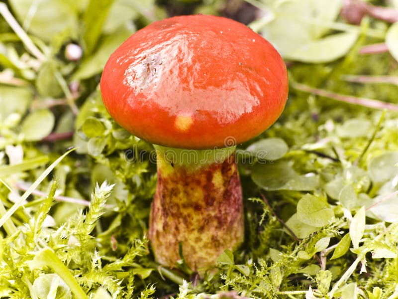 The Yellow Boletus (Suillus Luteus) Stock Photo - Image of sunny, gold ...