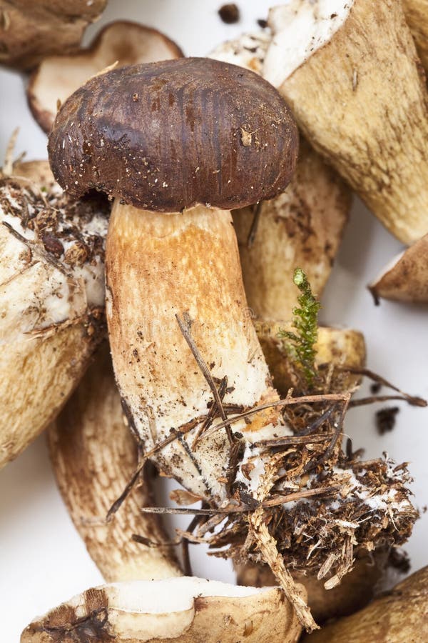 Yellow Boletus in Basket, Close Up Stock Image - Image of delicious ...