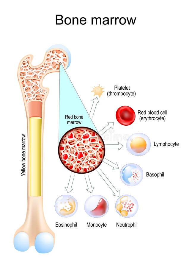 Platelet Bone Marrow Stock Illustrations – 83 Platelet Bone Marrow ...