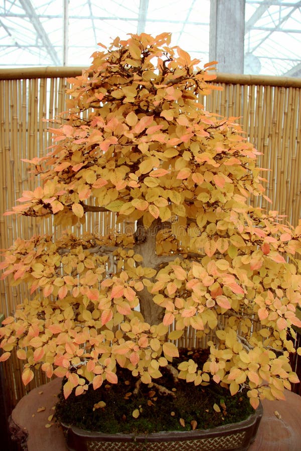 Yellow Bonsai Maple Tree Acer Palmatum Bonsai Tree Of Trident Maple In