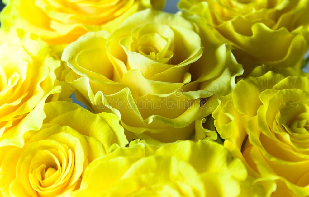 Yellow bouquet stock image. Image of celebration, petal - 4705285