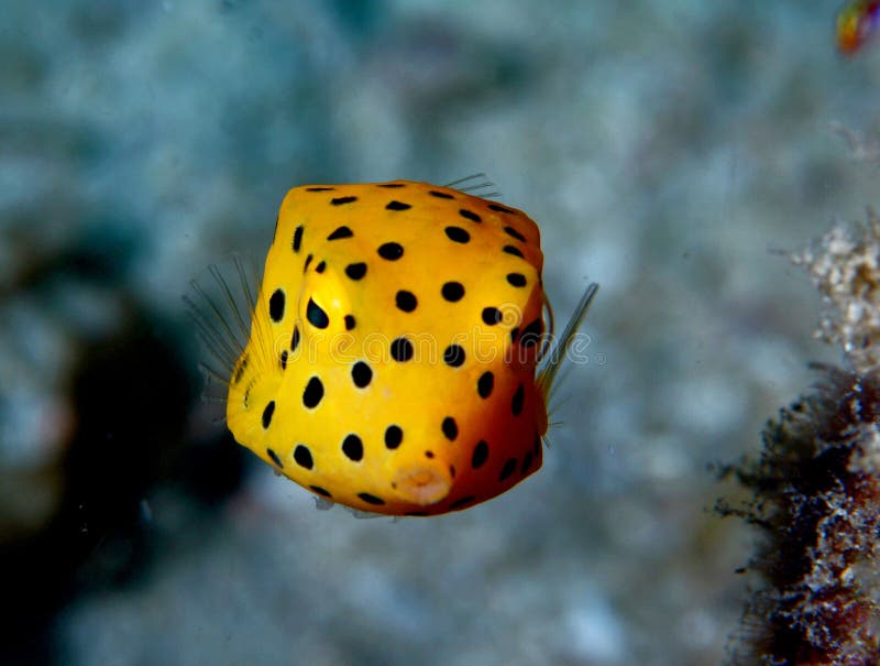 Yellow box fish stock photo. Image of ocean, marine, indonesia - 12136490