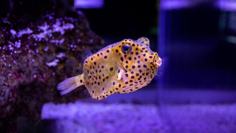 Yellow box fish stock photo. Image of flower, organism - 228528184