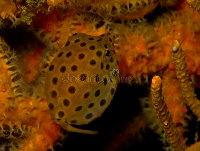 Yellow box fish stock photo. Image of arothron, behavior - 44903512