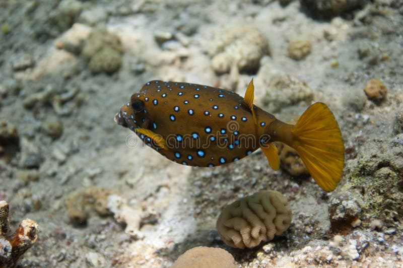 Yellow boxfish stock photo. Image of ostracion, ocean - 14295074