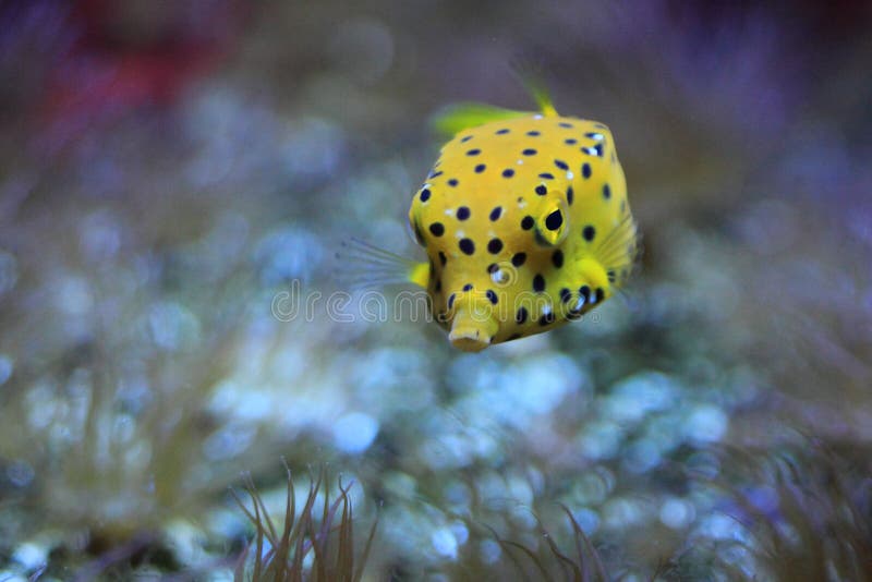 Yellow Boxfish (Ostracion Cubicus) Stock Photo - Image of swim, water ...