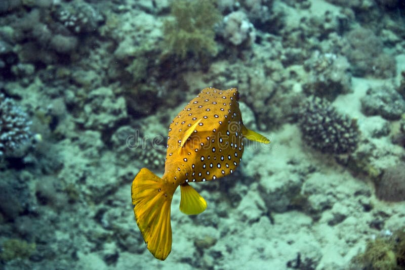 Yellow Boxfish (Ostracion Cubicus) Stock Photo - Image of swim, water ...