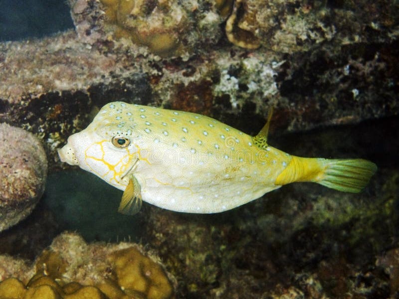 Yellow Boxfish (Ostracion Cubicus) Stock Photo - Image of swim, water ...
