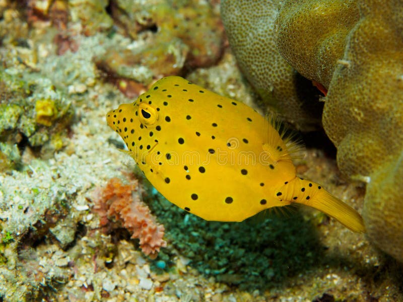 Yellow Boxfish stock photo. Image of underwater, undersea - 83333346