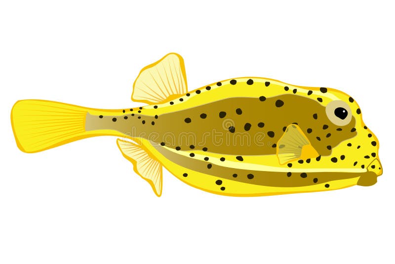 Boxfish stock vector. Illustration of animal, drawing - 45686114